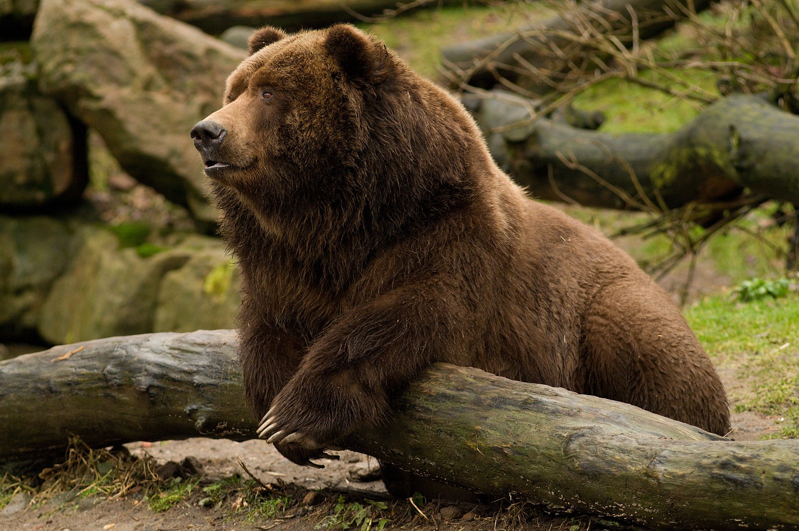 medved zoo – Děčín
